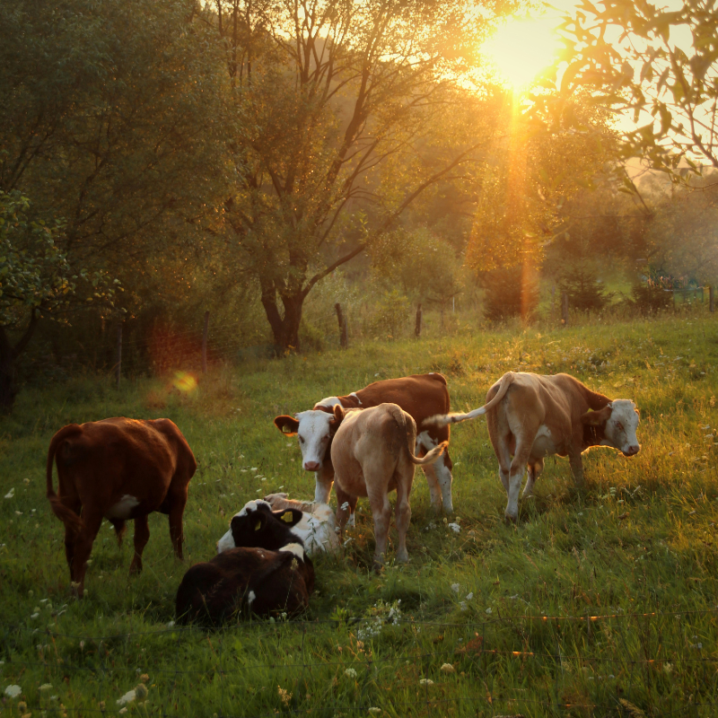 Local, Regenerative Farm | Columbia, TN – Southern Ridge Farm